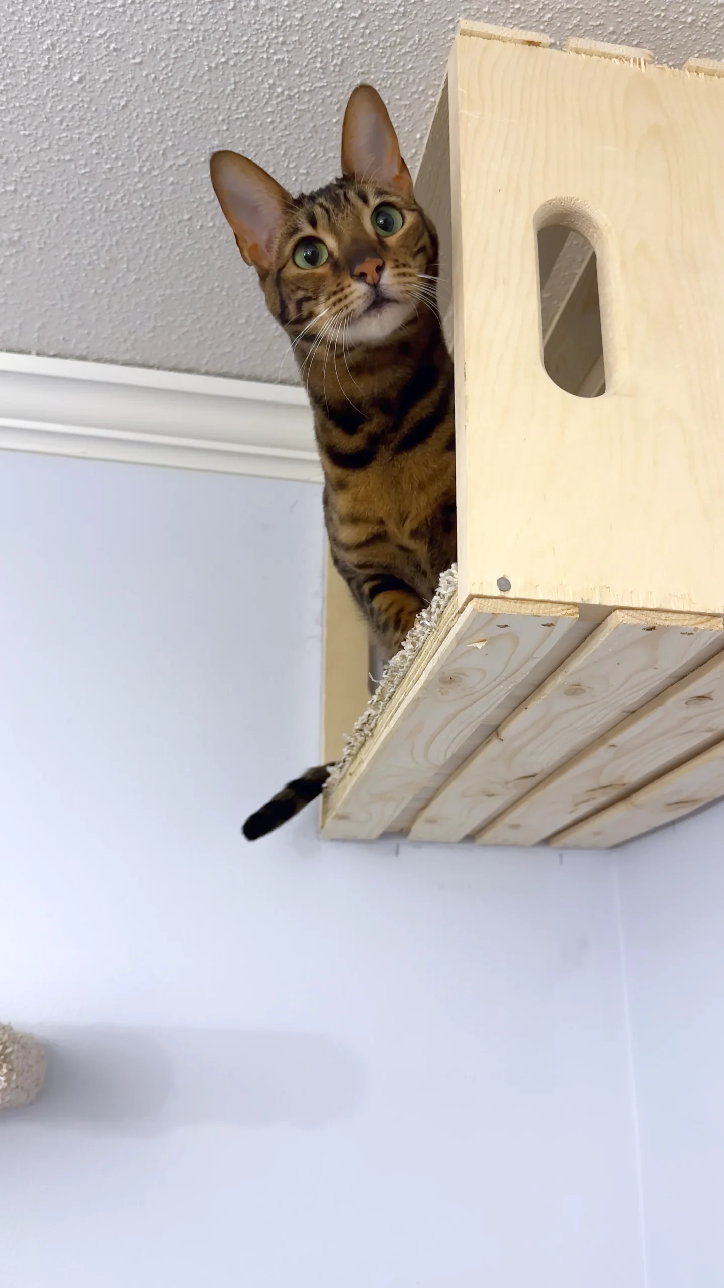 DIY Cat Wall Shelves - Easy Design (with Pictures/Video)
